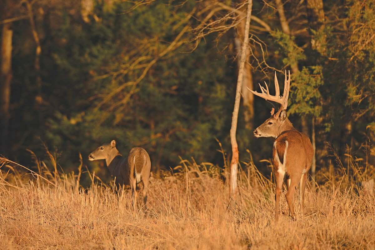 How To Hang A Deer Mount 5 Expert Tips For Display OpticsMax