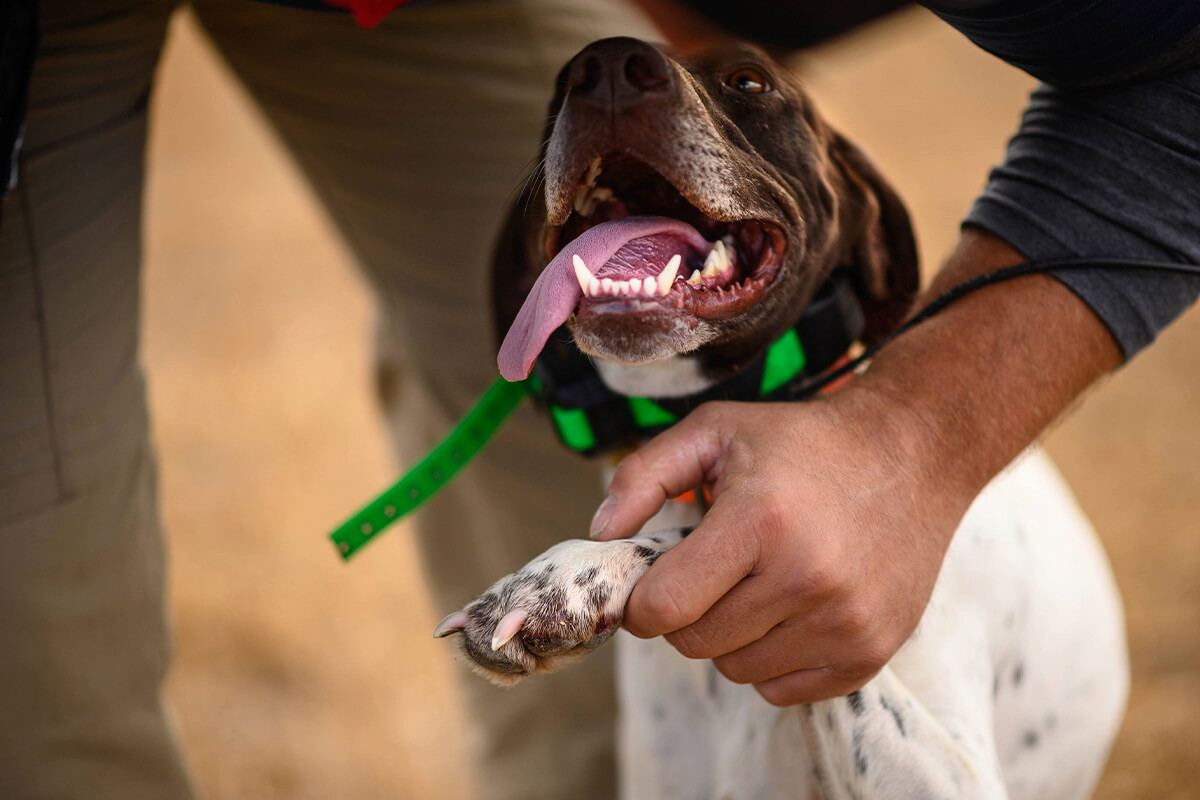 Field First Aid Vs Finding The Nearest Veterinarian Gun Dog
