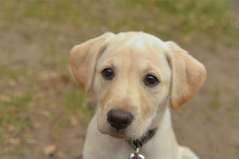 Whats A Good Name For A Puppy Whats A Good Name For A Puppy