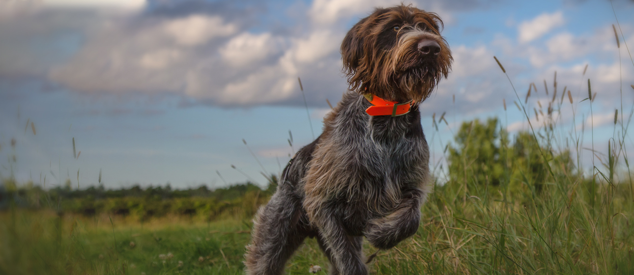 Pointer Dog Advanced Training - Gun Dog