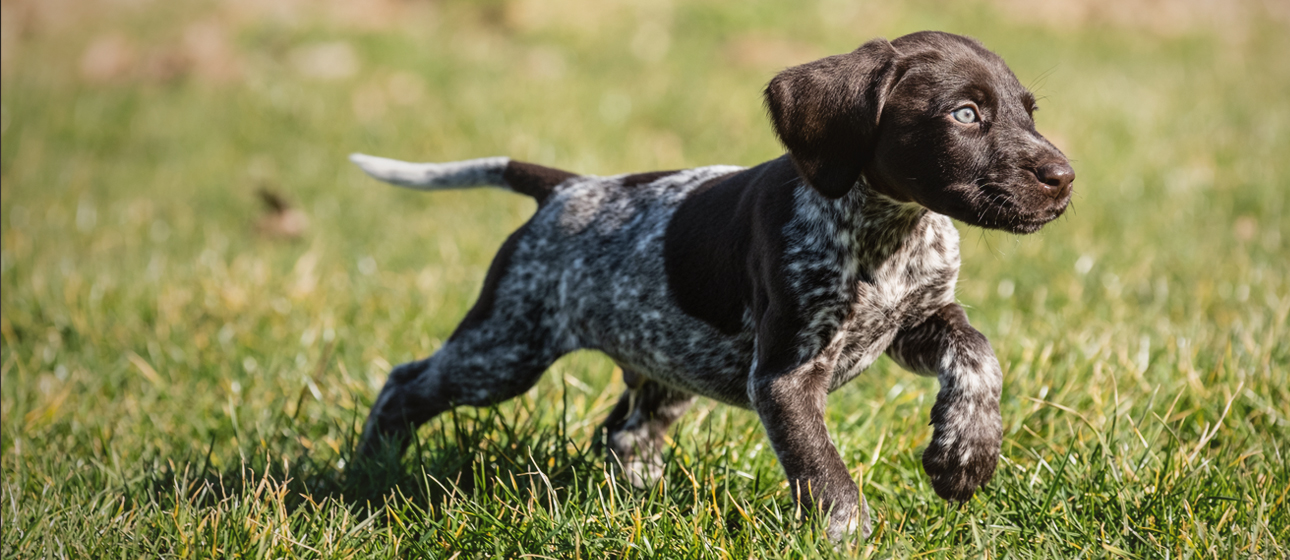 English Pointer Dog Training At Lillian Hall Blog English Pointer Dog Training At Lillian Hall Blog