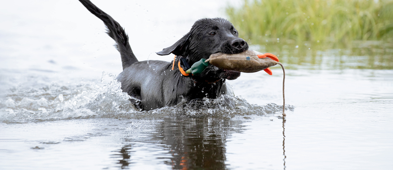 Retriever Hunt Test Prep - Gun Dog