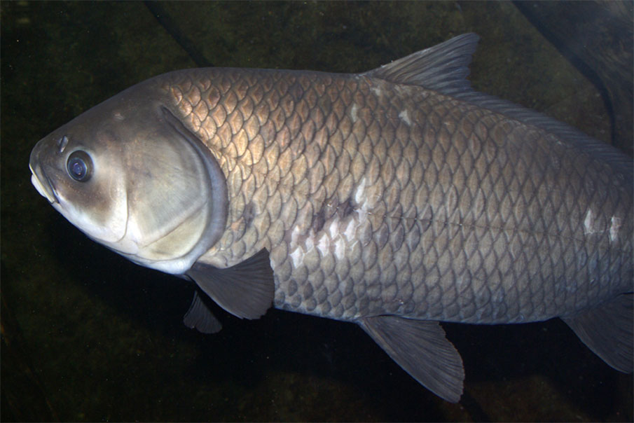 Buffalo Fish Bait Recipe | Deporecipe.co