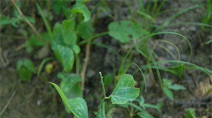 Spring Means Antler-growing Green Protein for Deer - Game & Fish