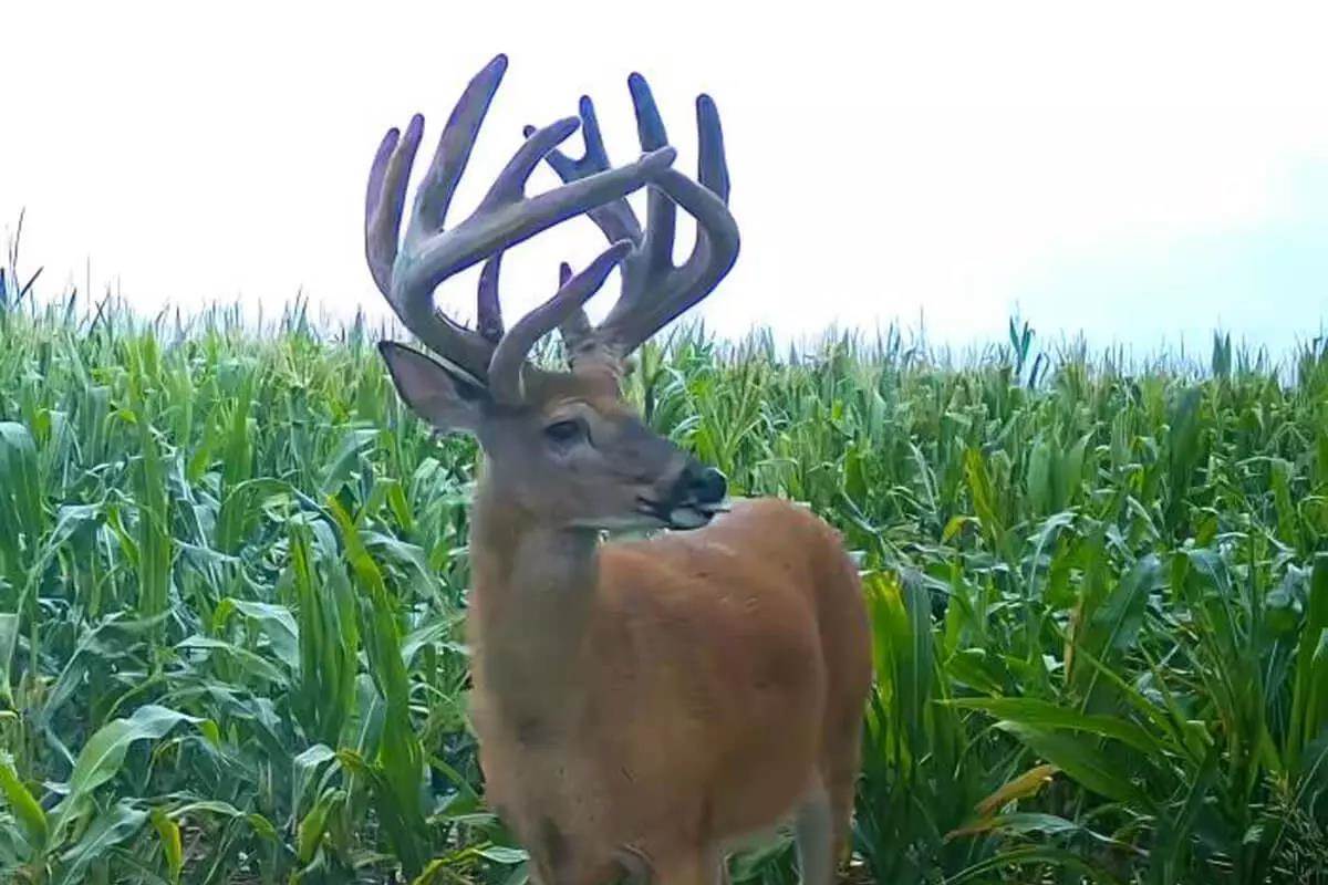 After Three Years, Nebraska Hunter Tags Big 199-Inch Buck - North ...