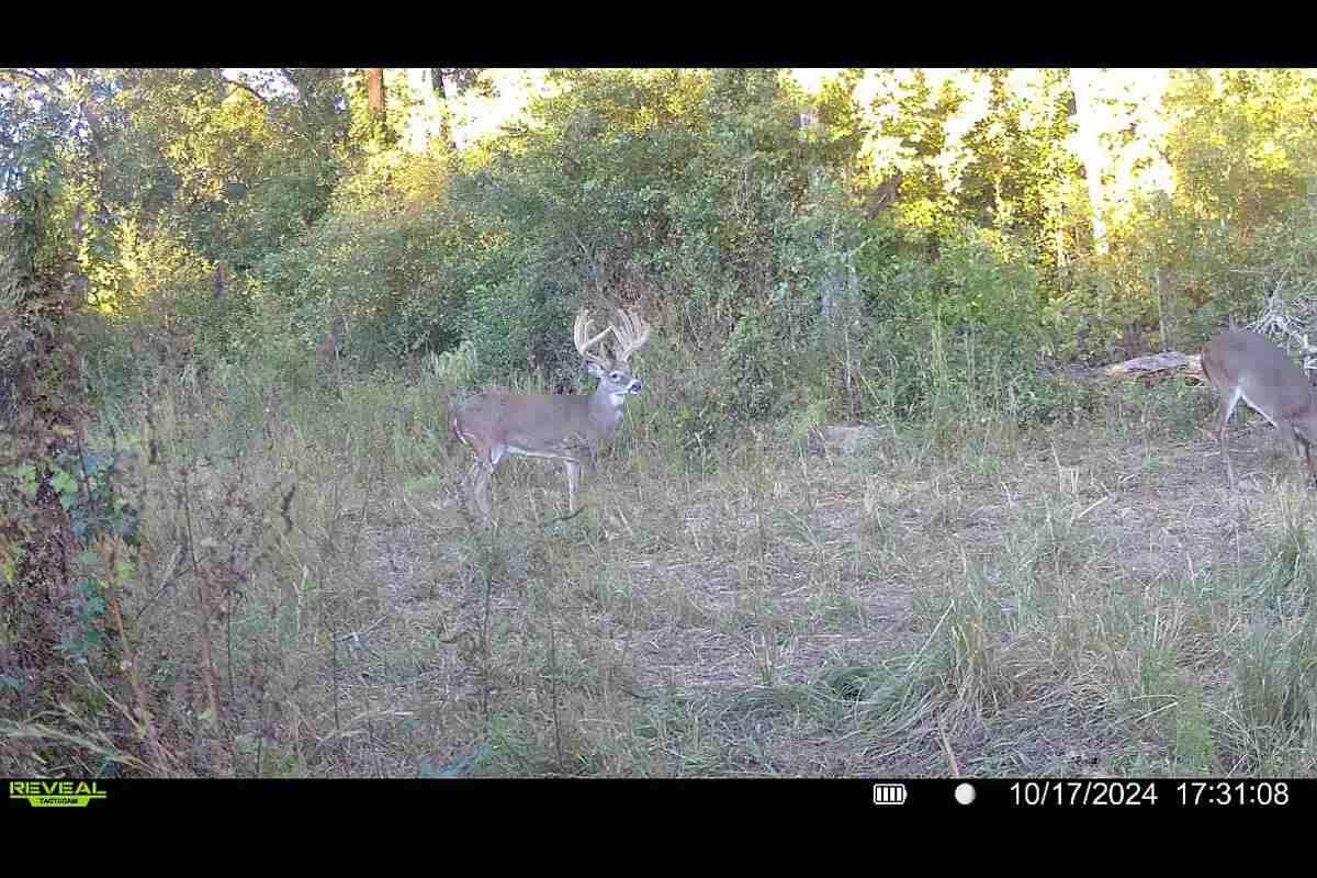 Florida Hunter Tags Rare Panhandle Buck on 23rd Sit - North American ...