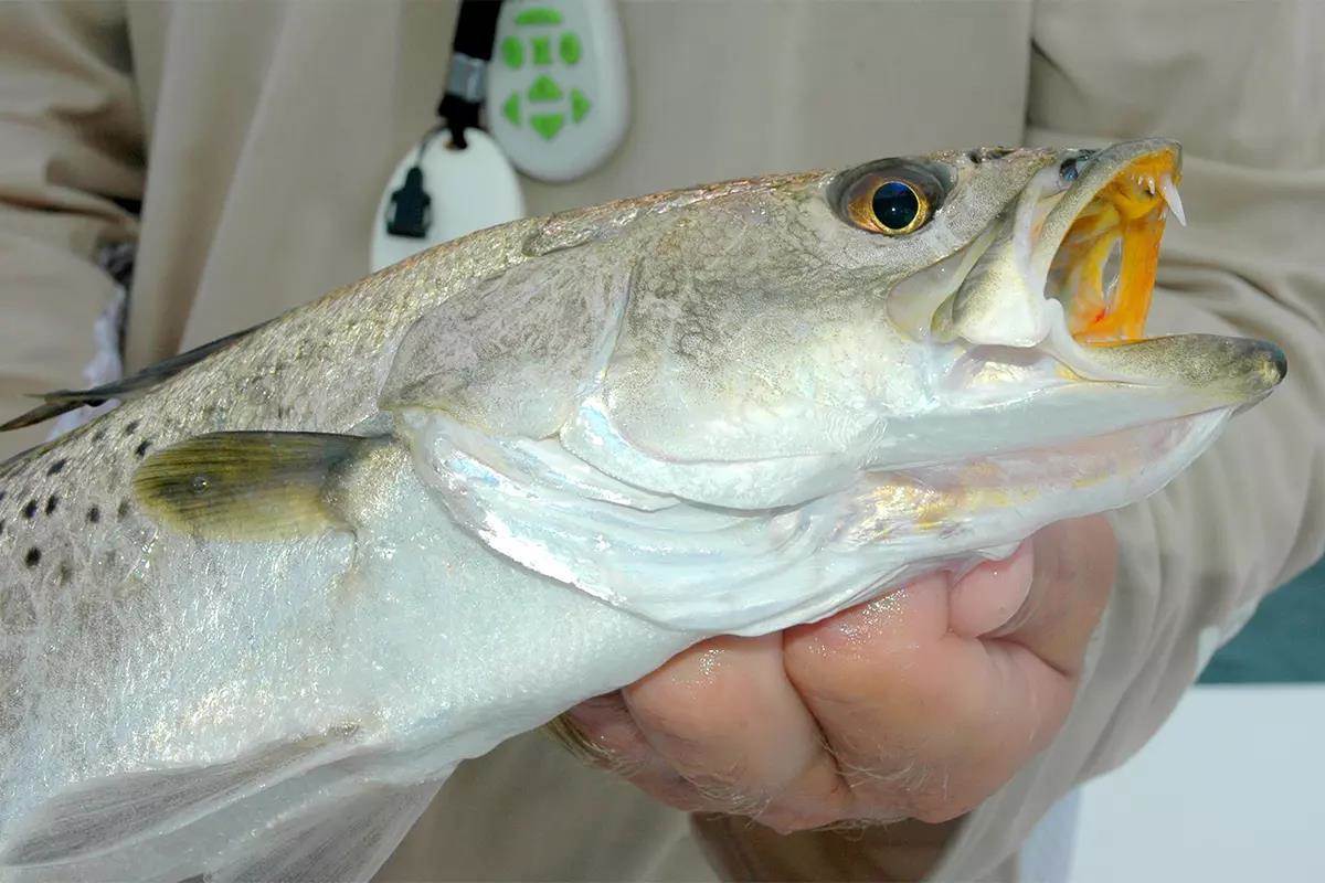 Inshore Fishing: How to Find Big Spotted Seatrout in Winter - Game & Fish