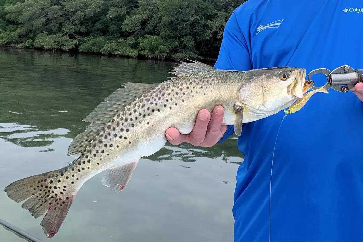 Inshore Fishing: How to Find Big Spotted Seatrout in Winter - Game & Fish