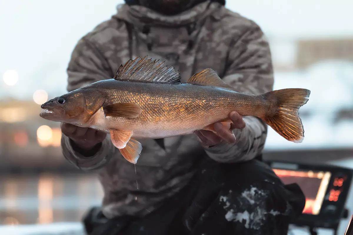 Minnesota DNR proposes reduction to walleye limit for 2027 - In-Fisherman