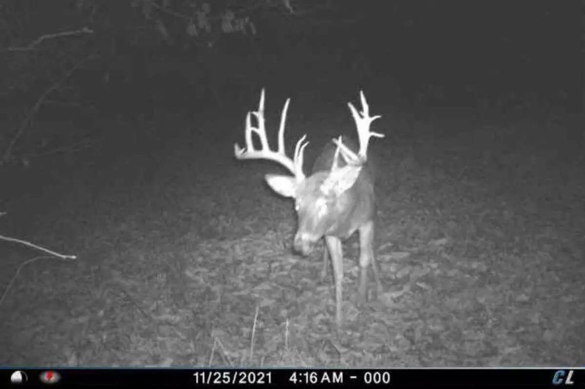 Deer Hunter Battling Cancer Tags Giant 210-Inch Ohio Buck - North ...