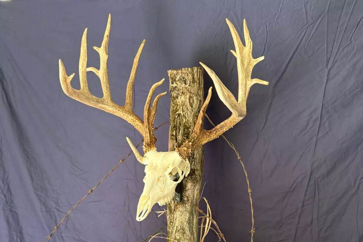 Deer Hunter Battling Cancer Tags Giant 210-Inch Ohio Buck - North ...