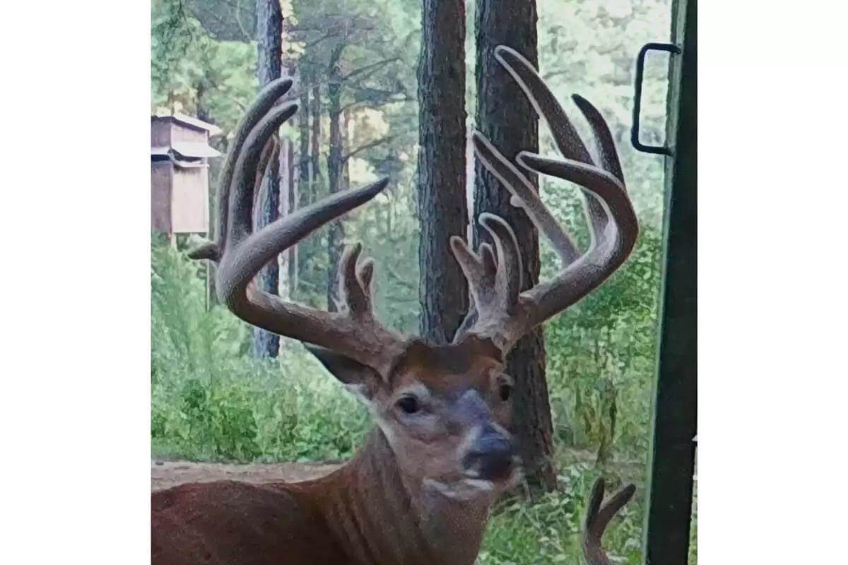 Special Louisiana Hunt Yields Massive Sabine Parish Buck - North ...
