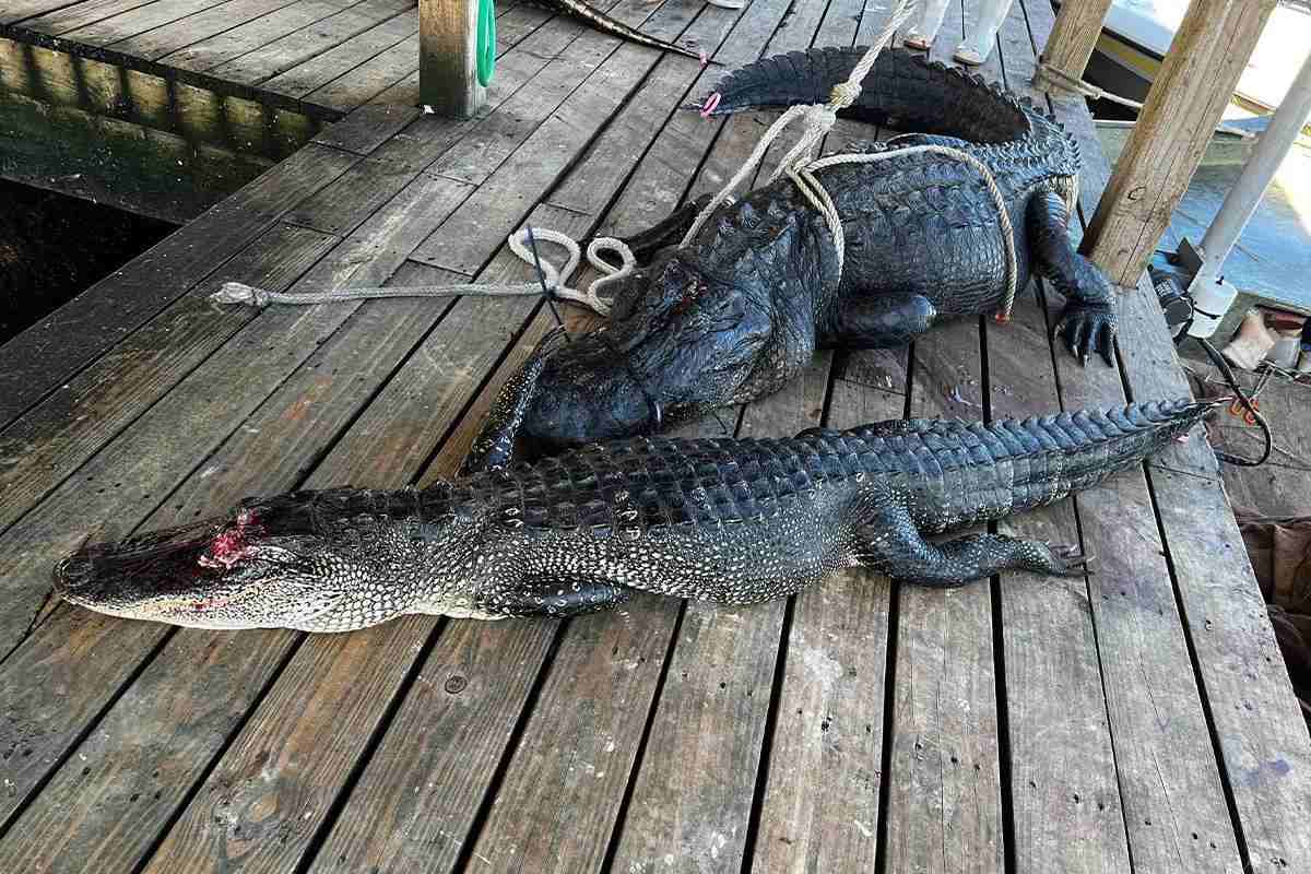 Tagged Out: Monster Gator Hunting in the Louisiana Swamps - Game & Fish