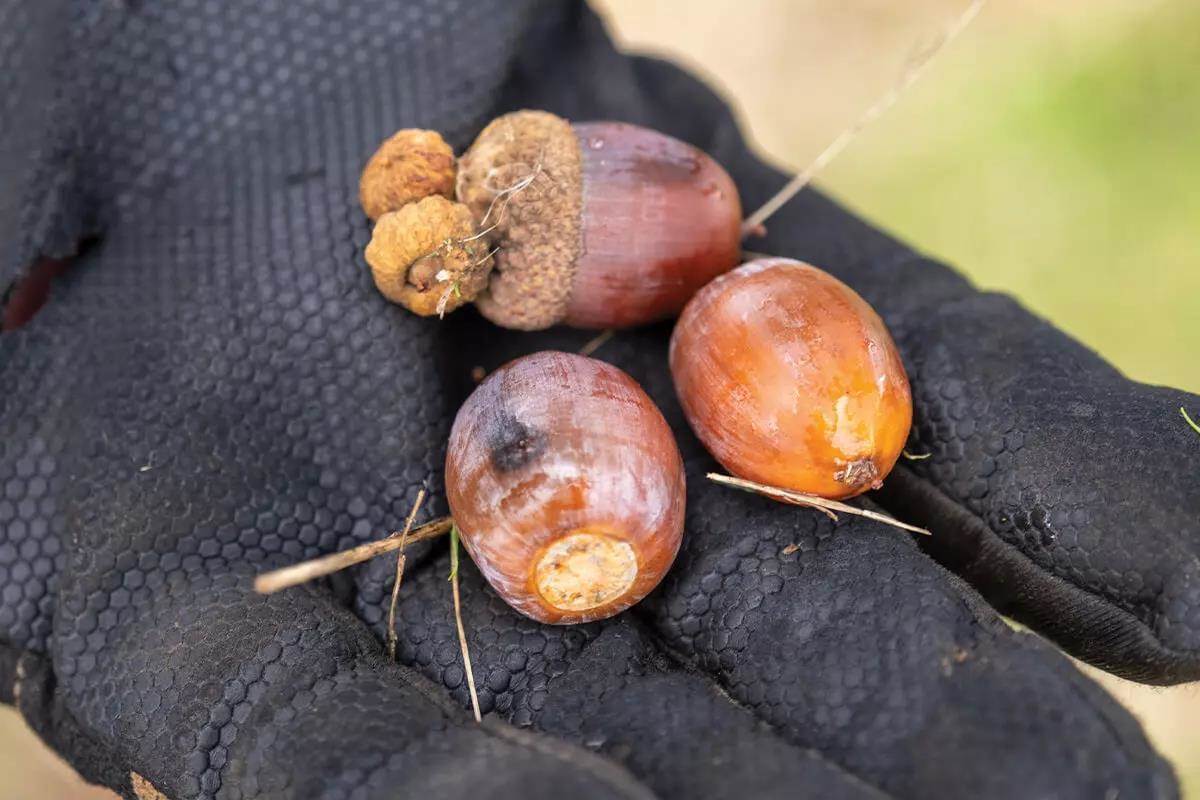 Will Acorns Help You Fill Your Whitetail Tag? - Petersen's Hunting